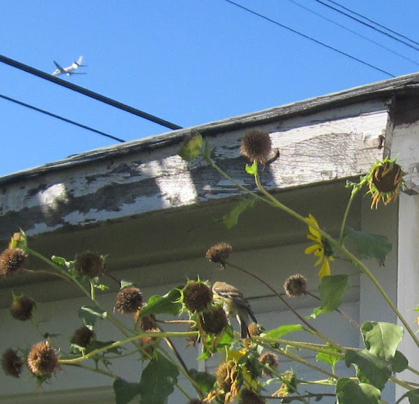 American Goldfinch | Project Noah