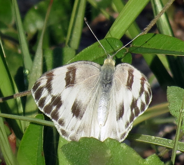 Checkered white | Project Noah