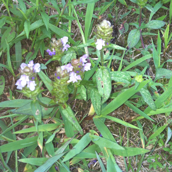Common self-heal | Project Noah