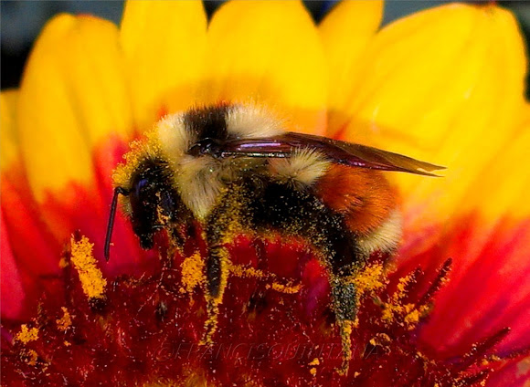 Hunt's Bumblebee | Project Noah