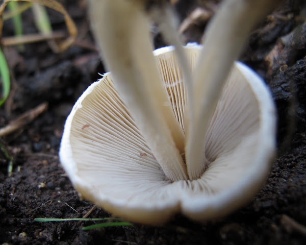 Mushroom | Project Noah