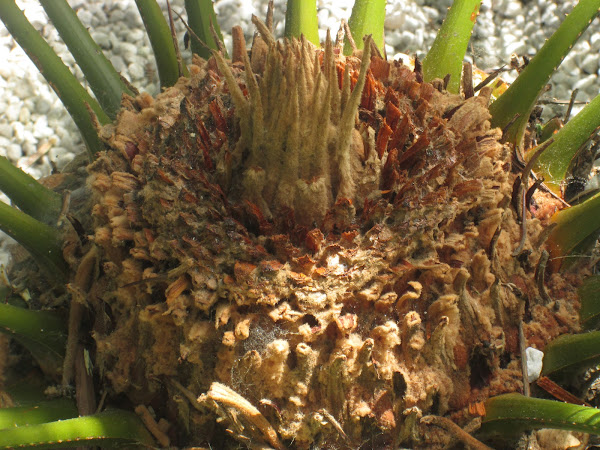 Cycad (Cicadófita) | Project Noah