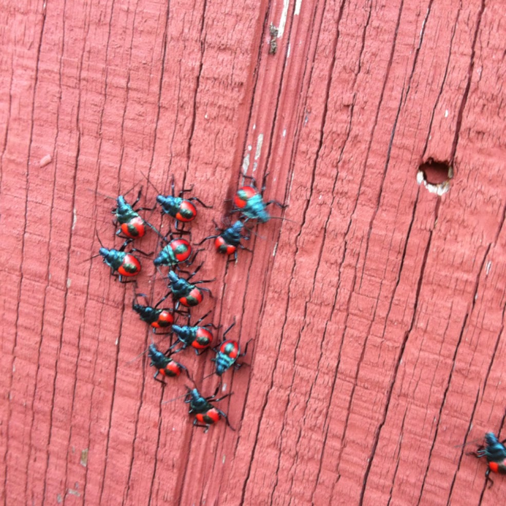 Florida Stink Bug Predator | Project Noah