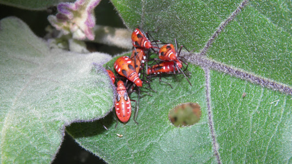 Red Cotton Bug, Red Cotton Stainer Bug | Project Noah