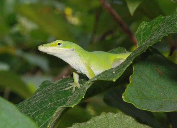 Green anole | Project Noah