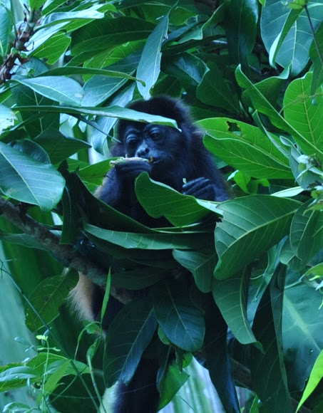 howler monkey | Project Noah