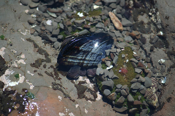 California mussel | Project Noah