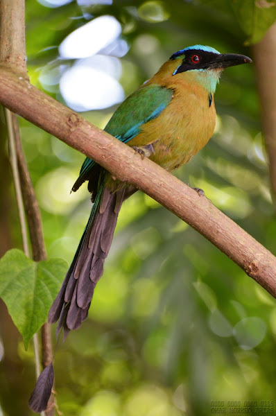 Pájaro Bobo | Project Noah