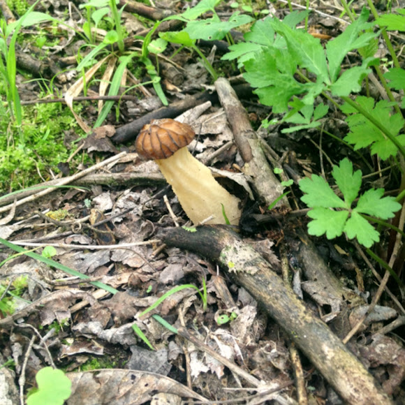 Half-free morel | Project Noah