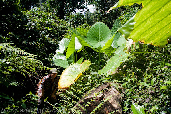Elephant ears | Project Noah