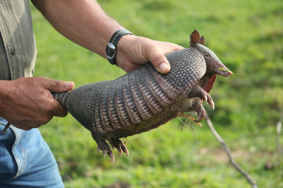 Nine-banded Armadillo | Project Noah