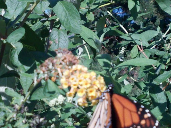 Monarch butterfly | Project Noah