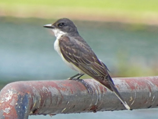 Eastern Kingbird | Project Noah
