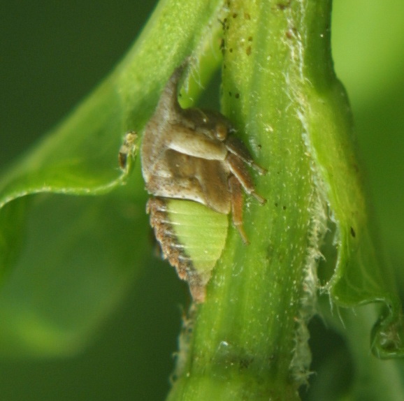 Eastern/Widefooted Treehopper nymphs | Project Noah