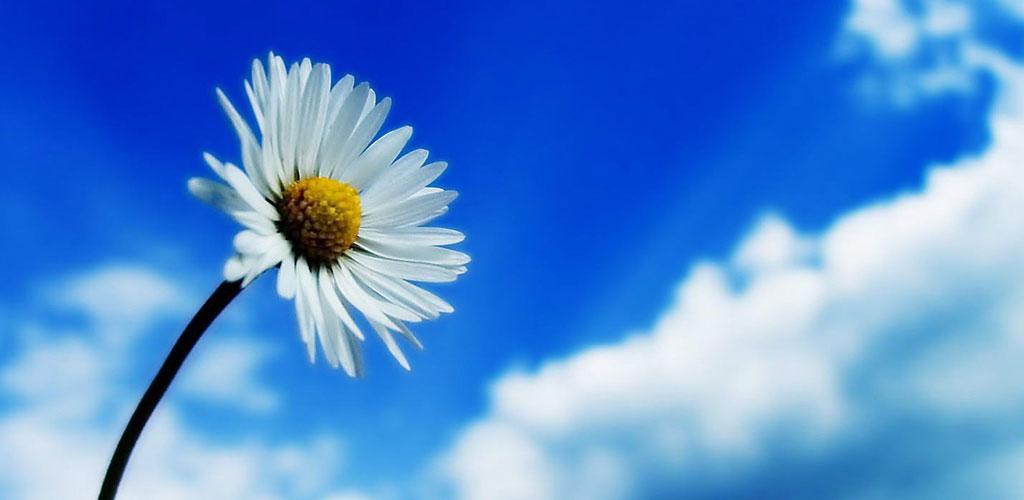 Blue Sky Flowers Wallpaper - Latest version 1.0 for Android App ...