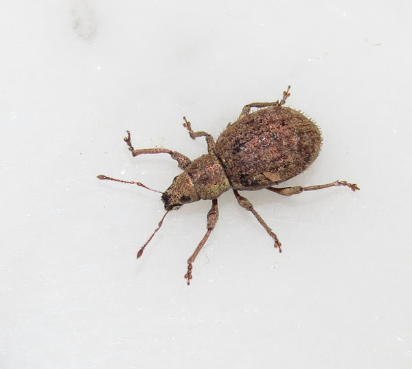 Weevil | Project Noah