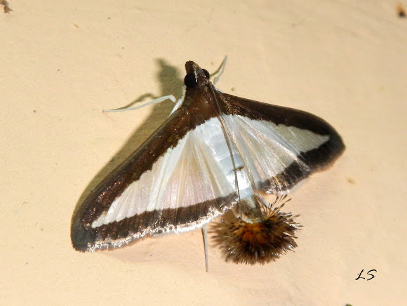 Melonworm Moth | Project Noah