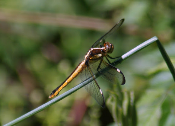 Spangled Skimmer | Project Noah
