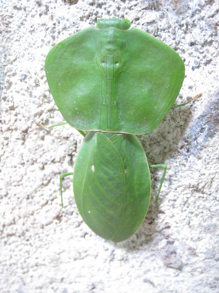 Leaf-mimic Mantis (Hood Mantis ) | Project Noah