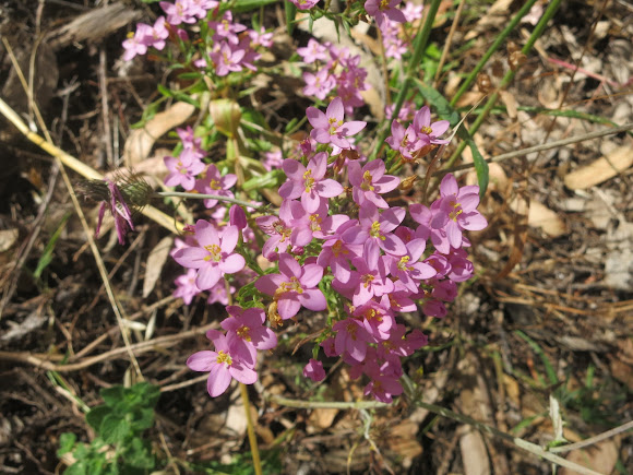 Lesser centaury | Project Noah