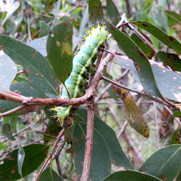 Emperor Gum Moth caterpillar | Project Noah