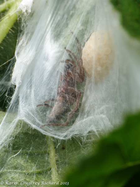 Clubiona comta | Project Noah