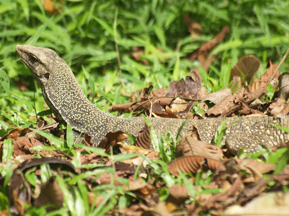 Clouded Monitor Lizard | Project Noah