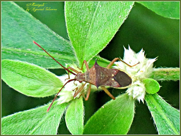 Horned Coreid Bug | Project Noah