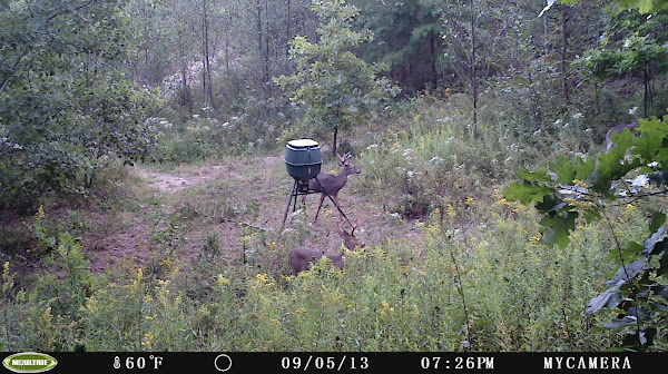 Whitetail Deer | Project Noah