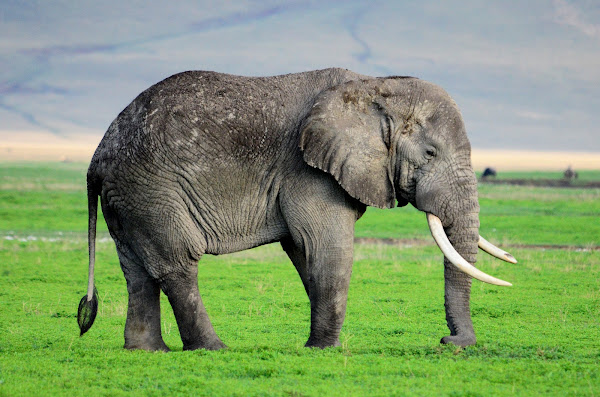 African Elephant; Swahili - Tembo, Ndovu | Project Noah