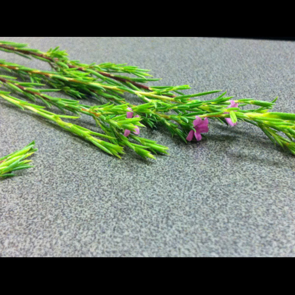 Scotch Heather | Project Noah