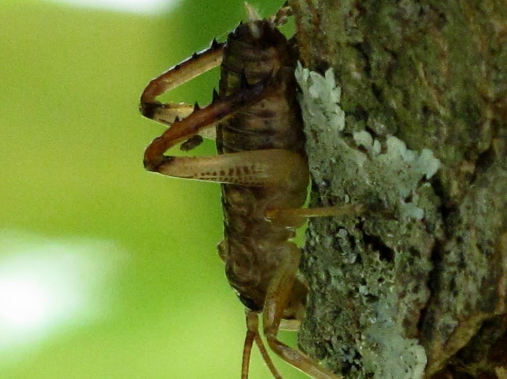Tree Weta | Project Noah