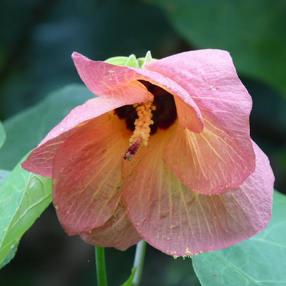 Sea Hibiscus/Coastal Hibiscus/Beach Hibiscus | Project Noah