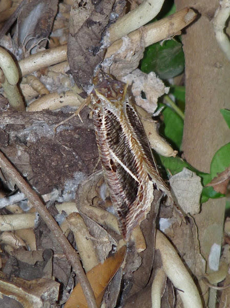 Fruit-sucking Moth | Project Noah