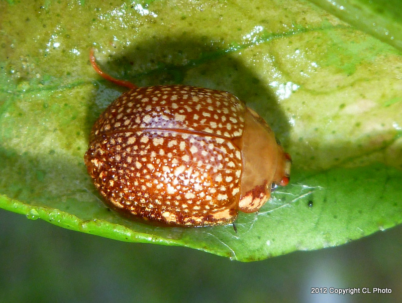 Dotted-lines Leaf Beetle | Project Noah
