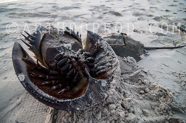 limule | Project Noah