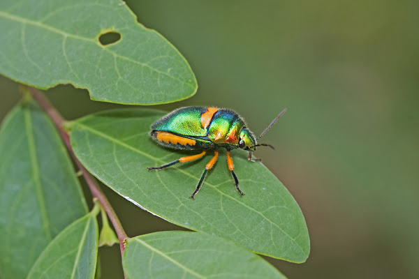 Green Jewel Bug | Project Noah
