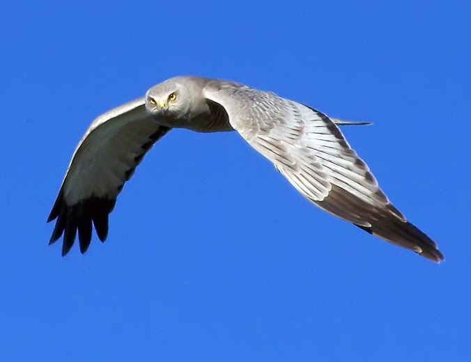 La vida de color azul: El vuelo del gavilán