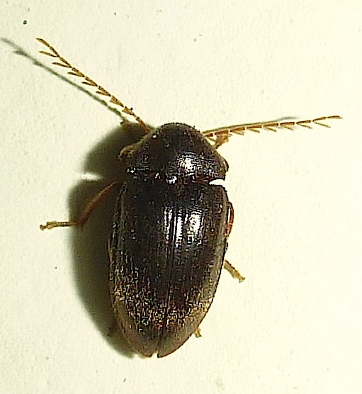 Toe-Winged Beetle | Project Noah