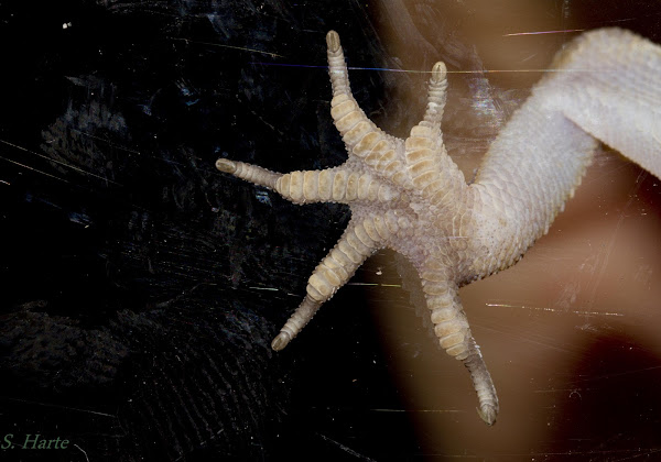 Ring-tailed Gecko | Project Noah