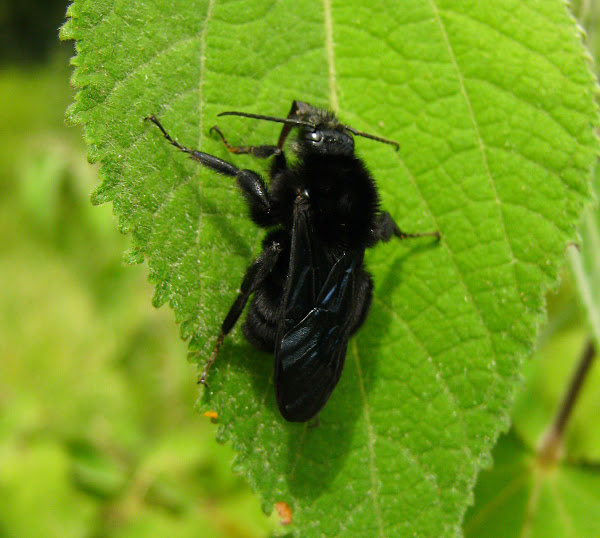 Mamangava | Project Noah