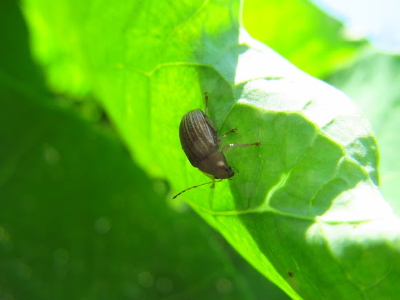 Grape Colaspis | Project Noah