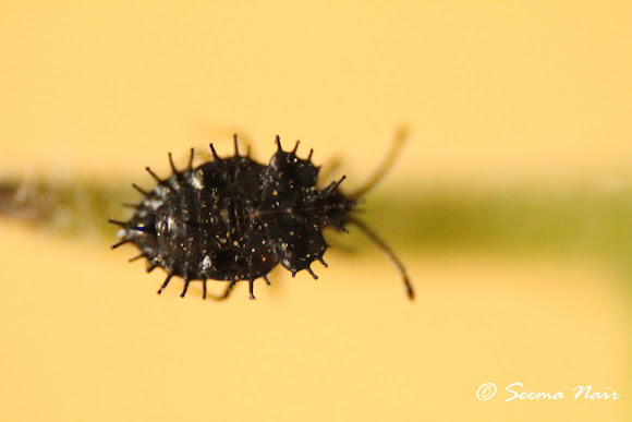 Lace bug (nymph) | Project Noah