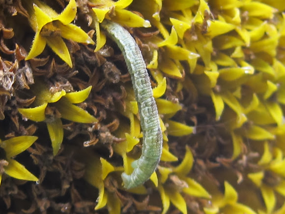 Geometer moth inchworm on sunflower | Project Noah