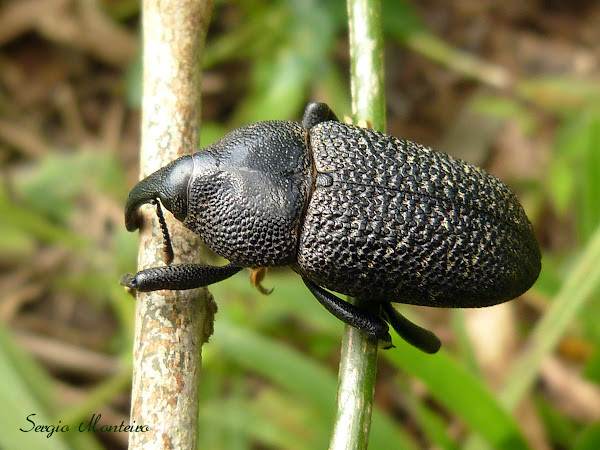 Giant black weevil | Project Noah