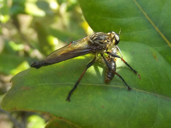 Large Brown Robber Fly - with prey | Project Noah