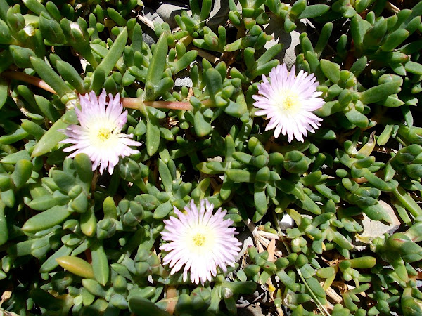 Horokaka (NZ native ice plant) | Project Noah