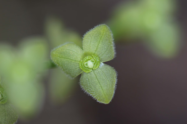 Stelis orchid | Project Noah