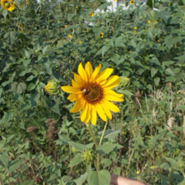 Honey bee | Project Noah