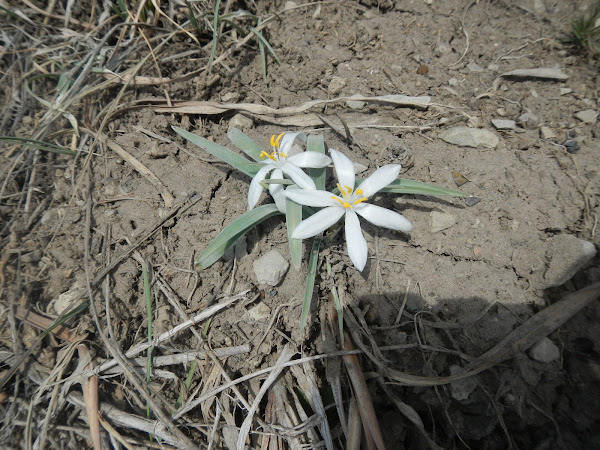 Sand Lily | Project Noah